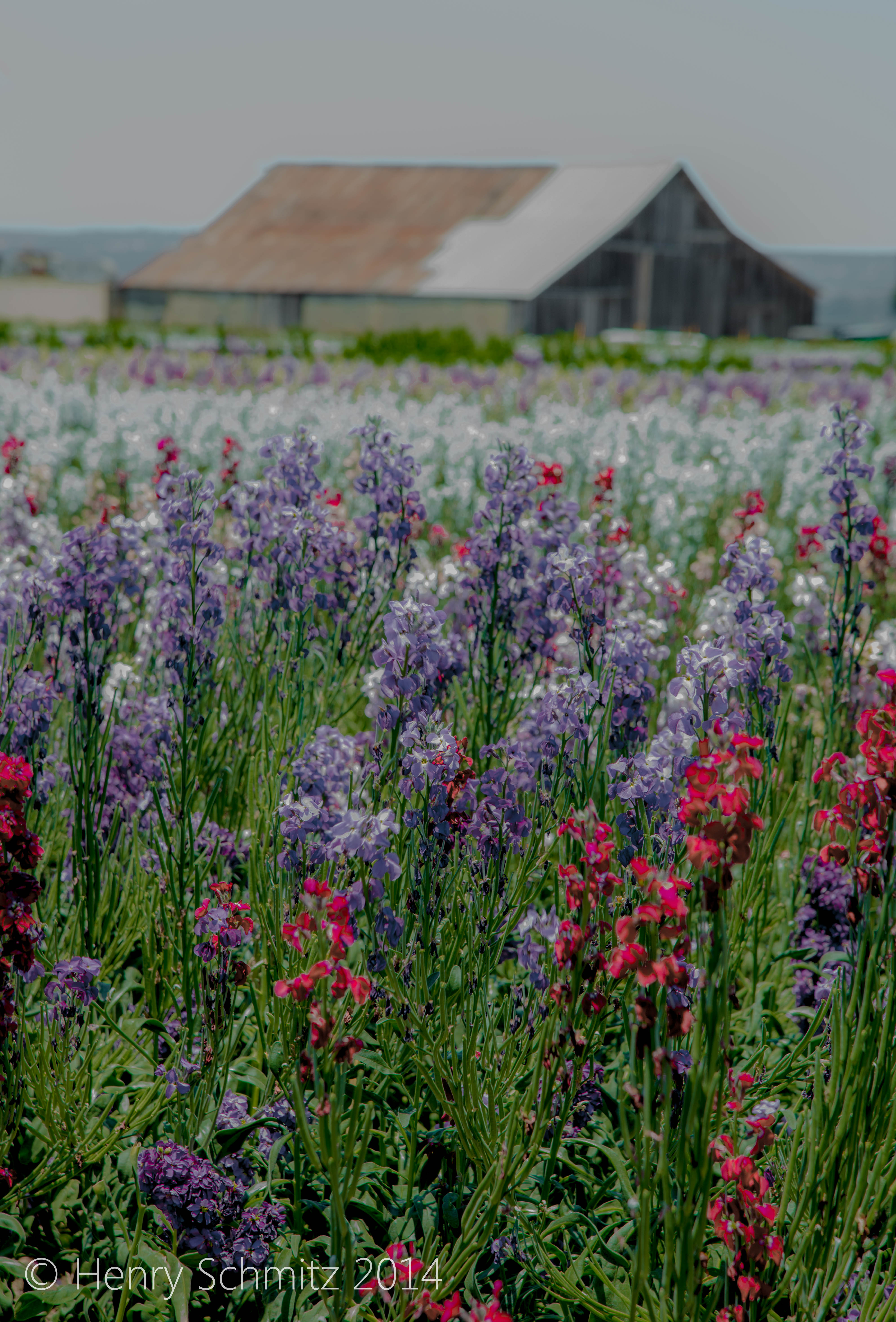 Flower Barn | Shutterbug